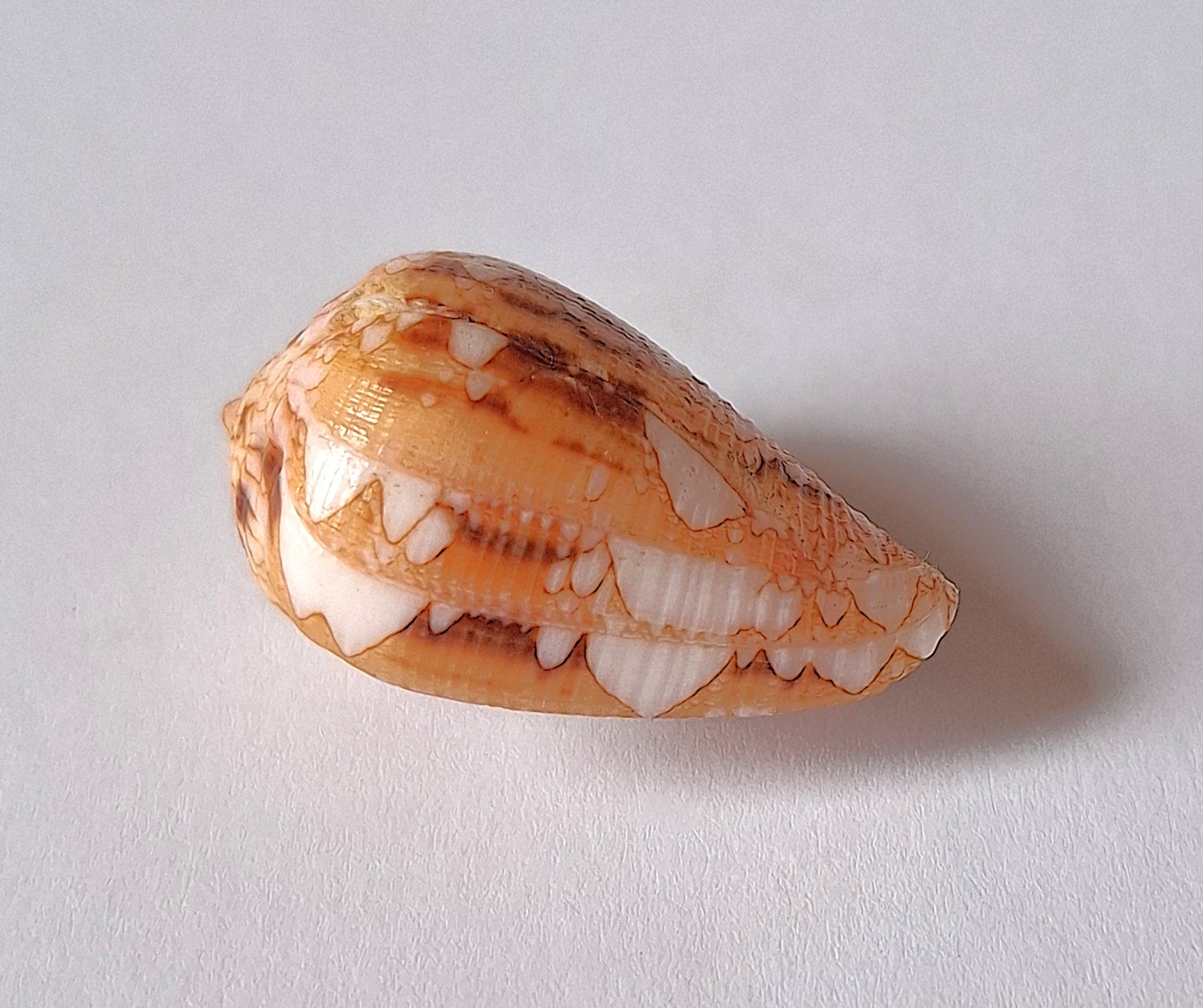Conus (Cylinder) retifer :: SHELLS FOR YOU.CZ